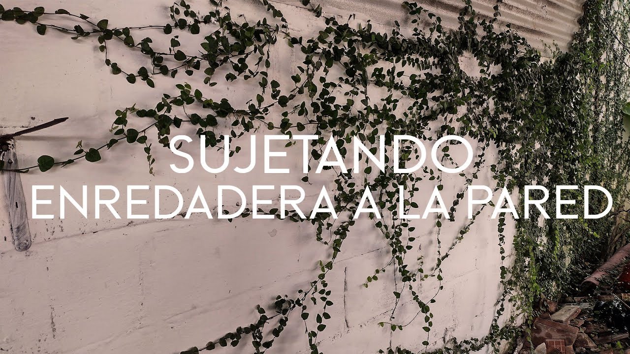 ¿Como colocar una enredadera en una pared? l parte 2 sujetando una ...