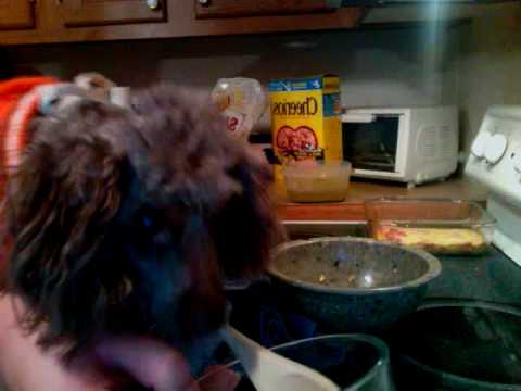 Coco Cooking - YouTube