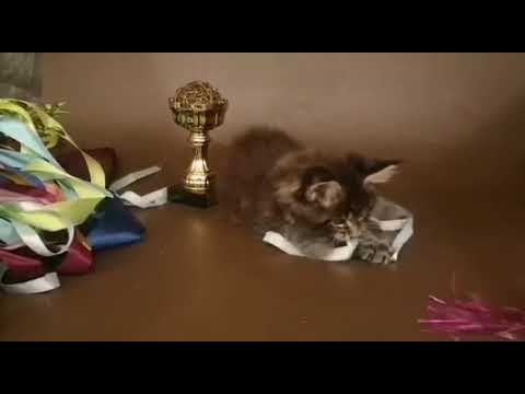 КОТ №29 1 ПОМЕТ НА БУКВУ Ж от 30 11 19