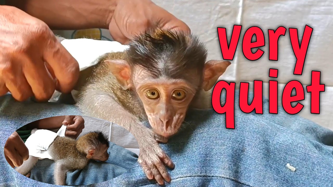 monkey ray is comfortable when dad is wearing diapers - YouTube