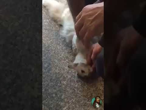 Qapının arasında qalıb ürəyi sıxılan pişiyi ürək masajı ilə həyata döndürən insanlar