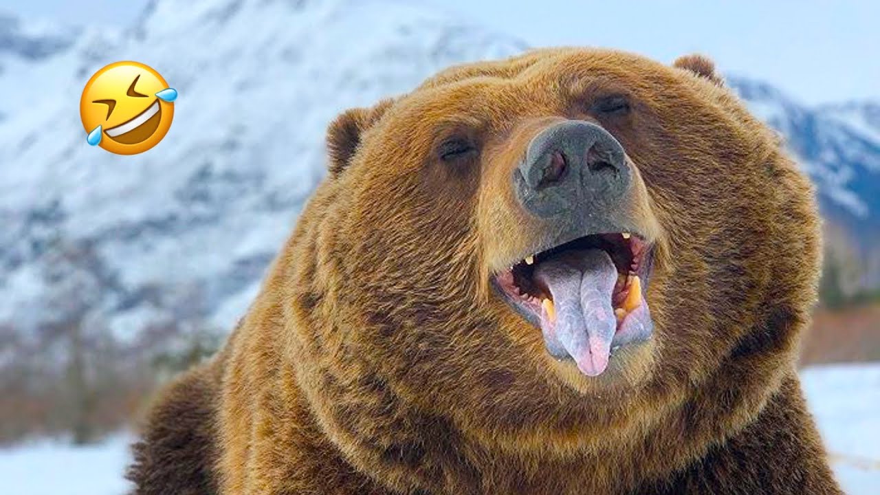 Funny Bears🐻 Bear Attack | Polar Bear | Funny Animals | 10 minutes Best ...