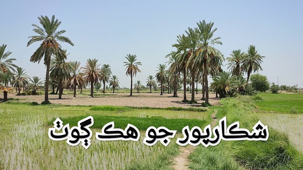 Shikarpur vlog village HD 4K | Nature Amazing | Amazing facts about ...