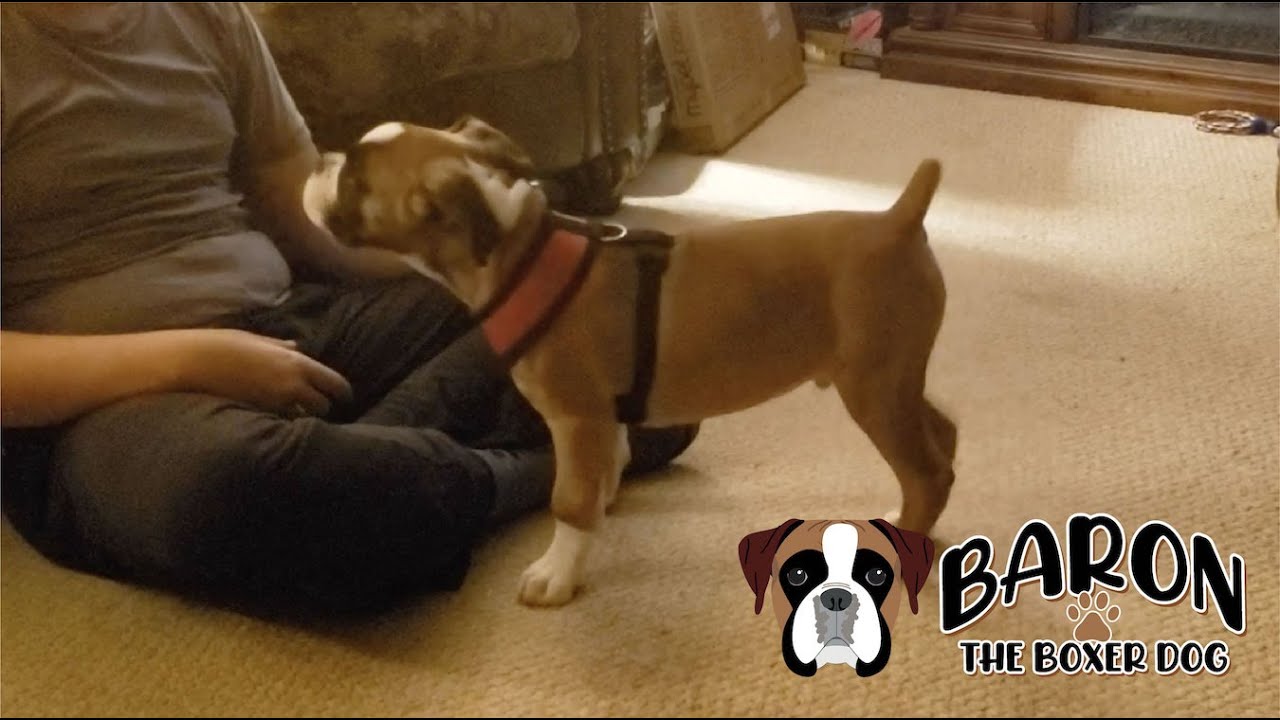 Funny 10-Week Old BOXER PUPPY vs. BICYCLE PUMP! - YouTube