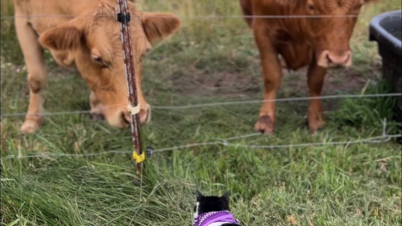 Cow cat with cow cows. - YouTube