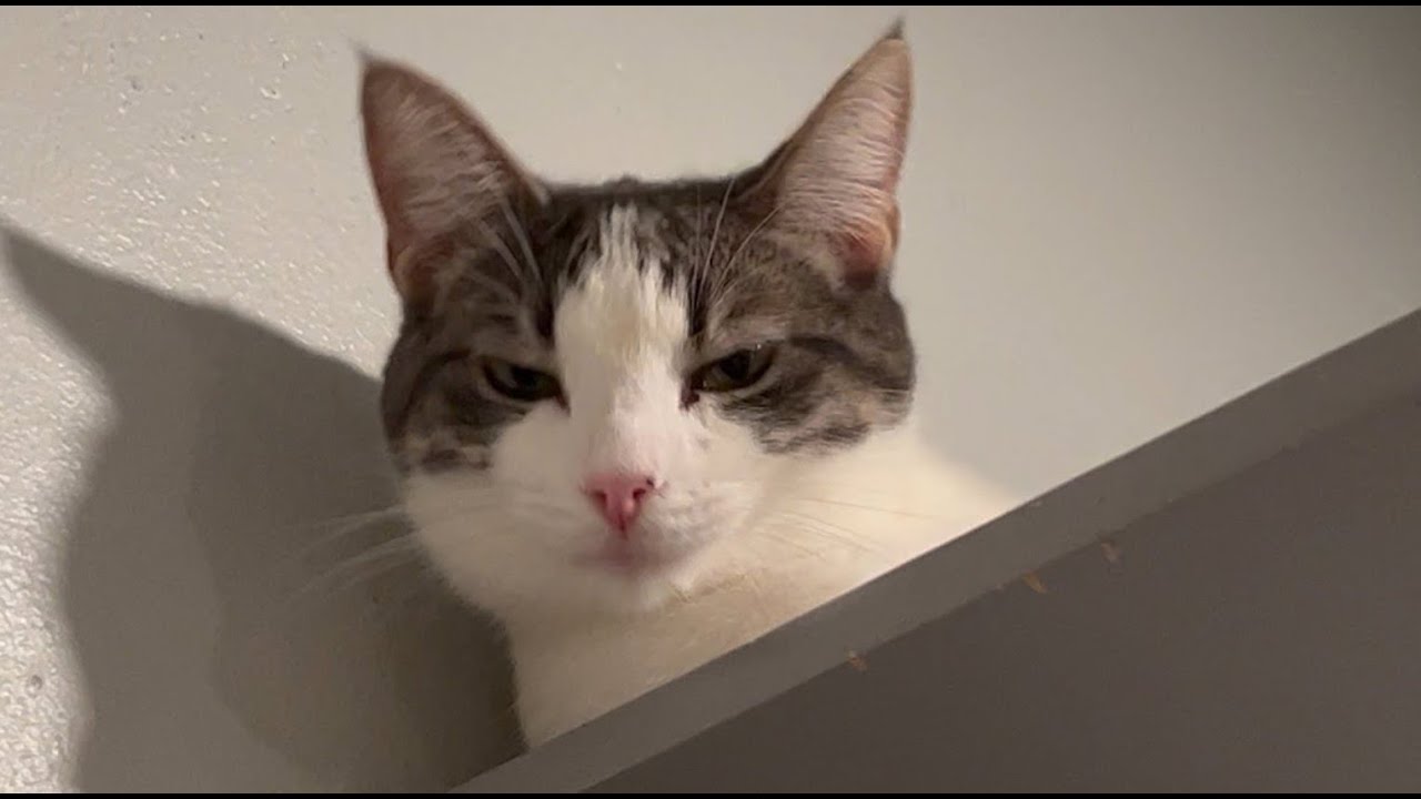 Tapping a cat tail - YouTube