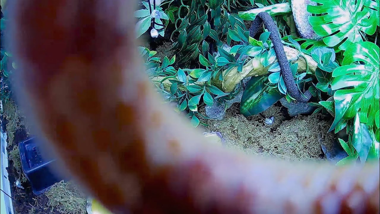 Corn snake learning how to climb - YouTube