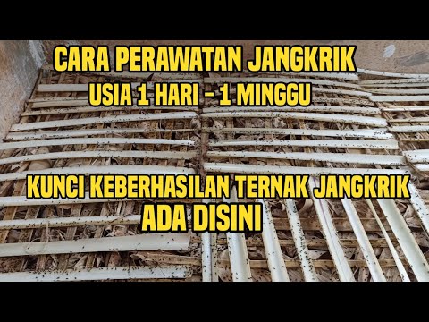 Cara perawatan jangkrik baru menetas sampai usia 1minggu awal kesuksesan ternak jangkrik disini