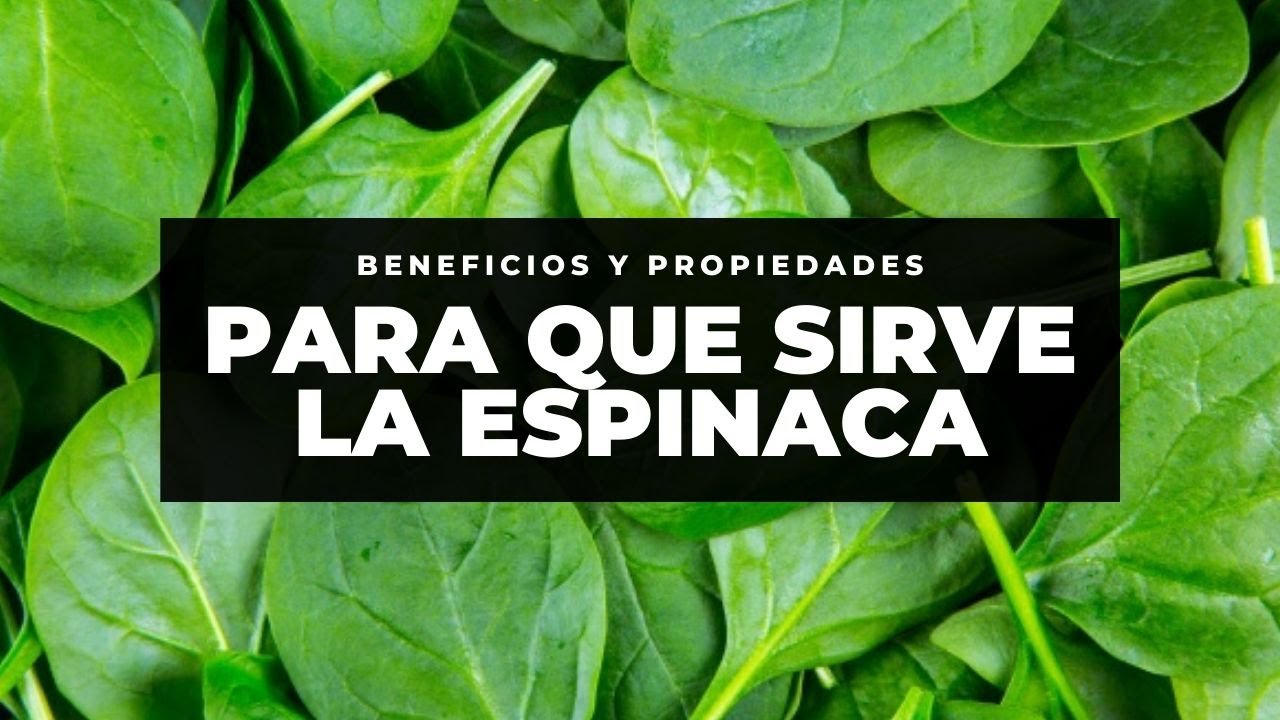 Para Qué Sirve La Espinaca 5 Beneficios Y Propiedades De La Espinaca