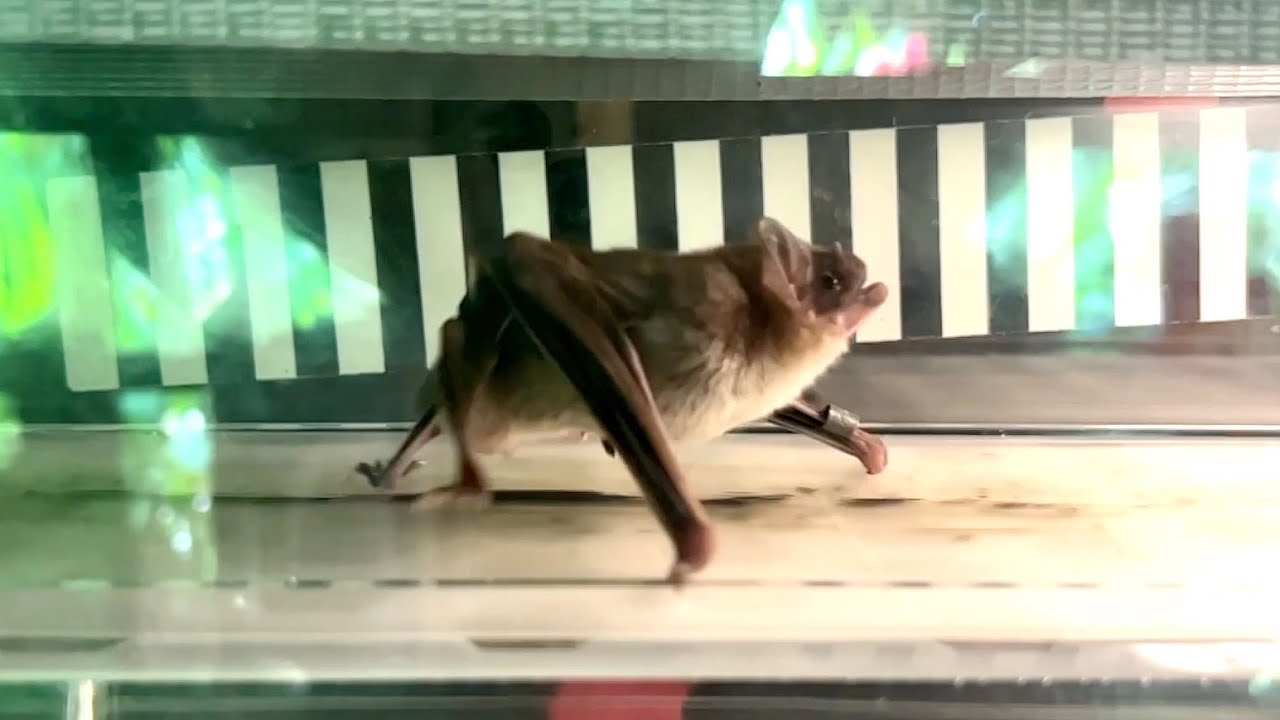 Scientists Have Put Vampire Bats on Treadmills to Answer a Longstanding ...
