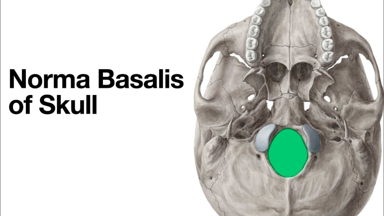 Norma basalis || Base of skull || structure passing through foramen ...