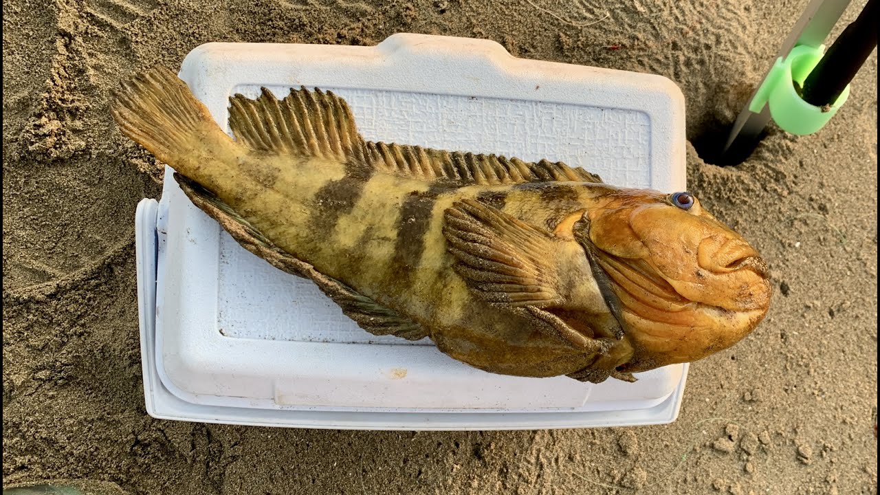 Épica Jornada de Pesca: Atrapa un Tramboyo de 970g en las Costas del ...