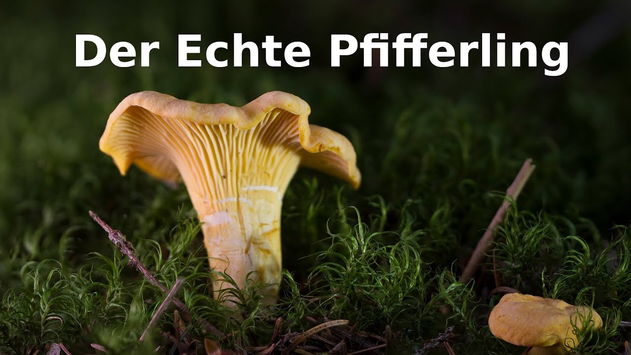 Pilzportrait - Der Echte Pfifferling - YouTube