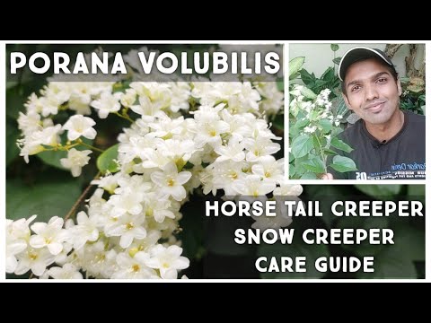 Porana volubilis Flowering Vine Care Guide | Horse-Tail/Snow Creeper | Nandanam Exotics | By Nirmal