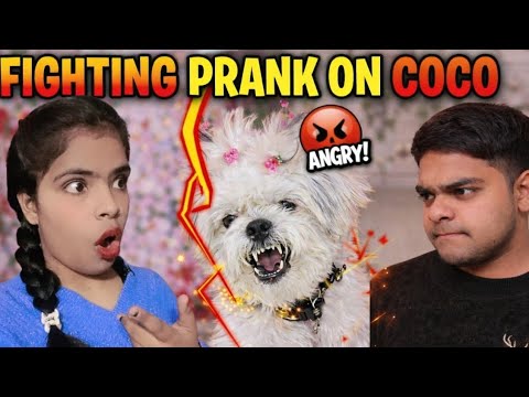 Fighting prank on Coco seriously gone wrong 😭..#yt #youtube #funny # ...