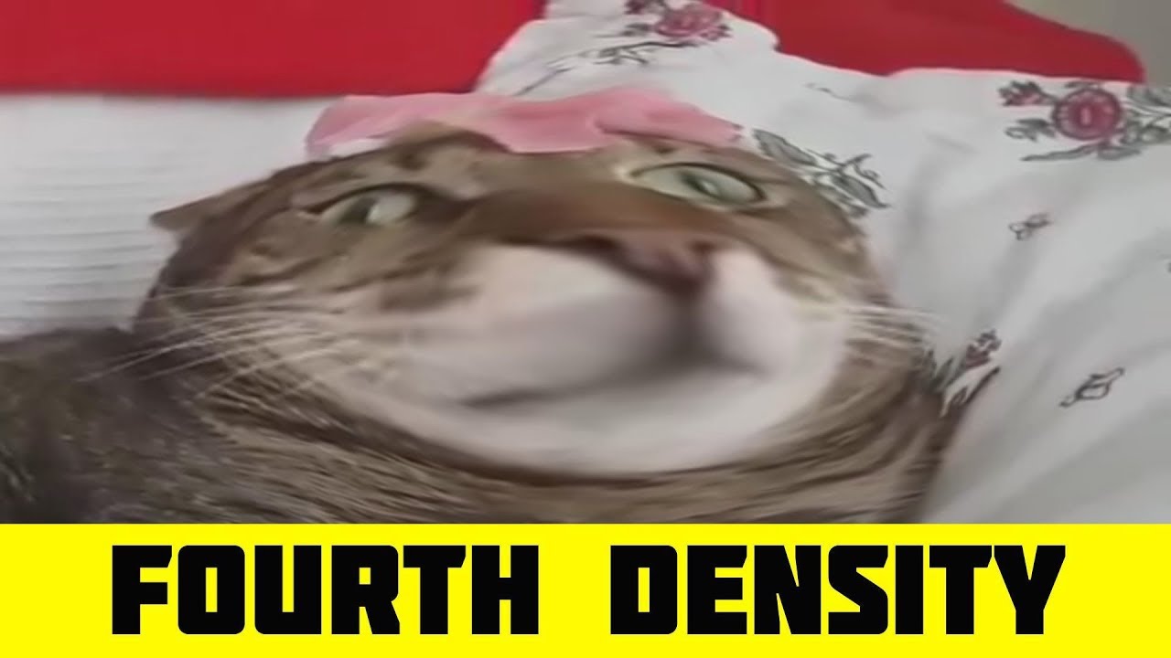 Flower crashes cat Fourth Density Meme #FDMEME - YouTube