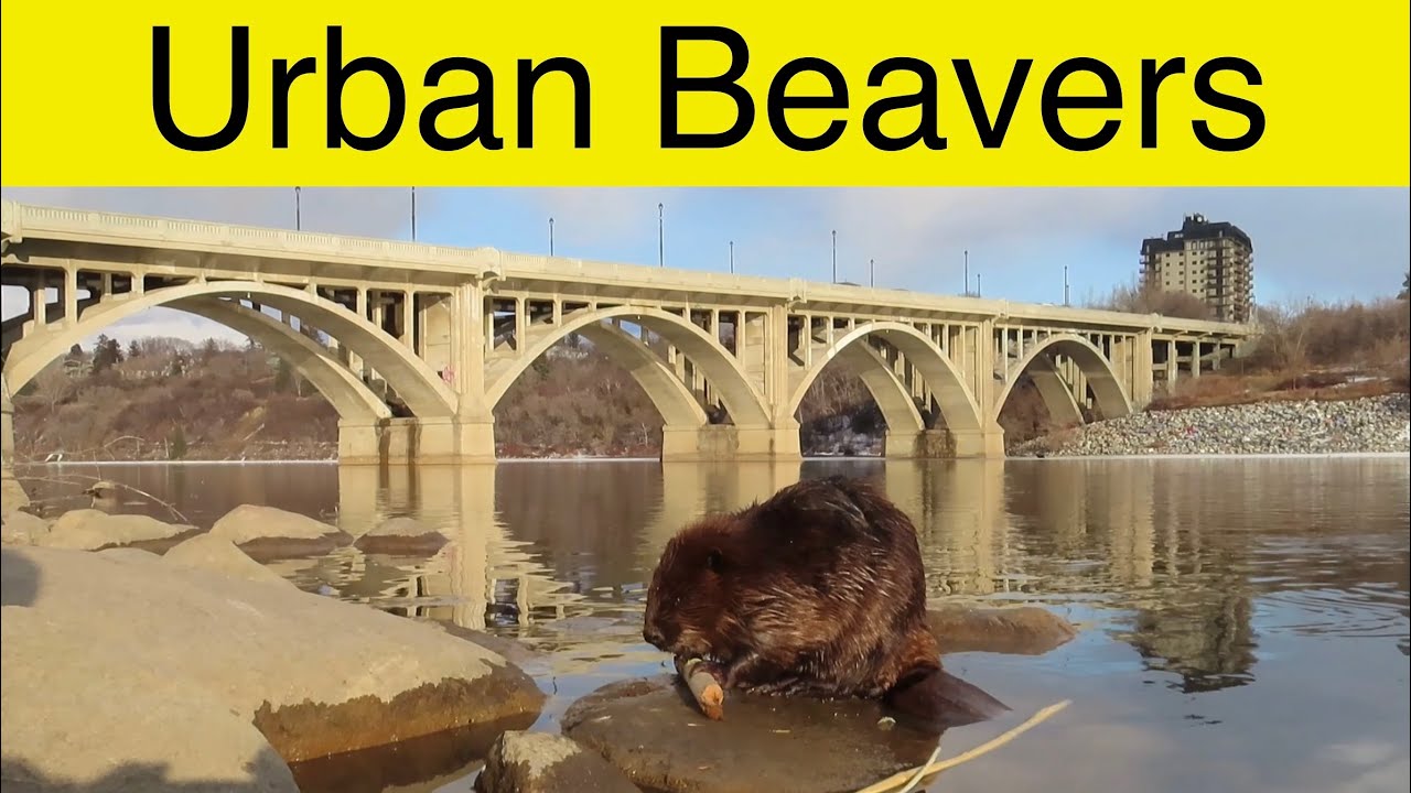 Urban Beavers in Saskatoon: 2023 - YouTube