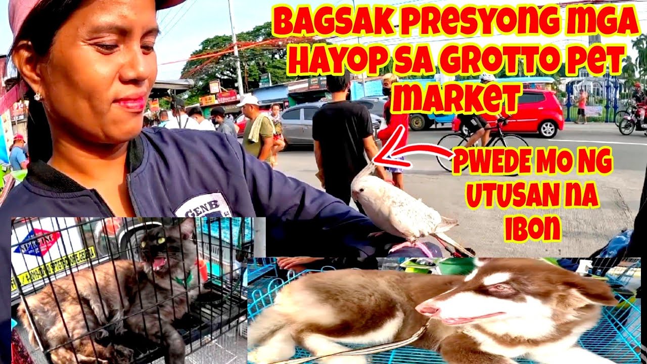 BAGSAK PRESYONG MGA HAYOP SA GROTTO PET MARKET|MANOK|KAMBING|BABOY|IBON ...