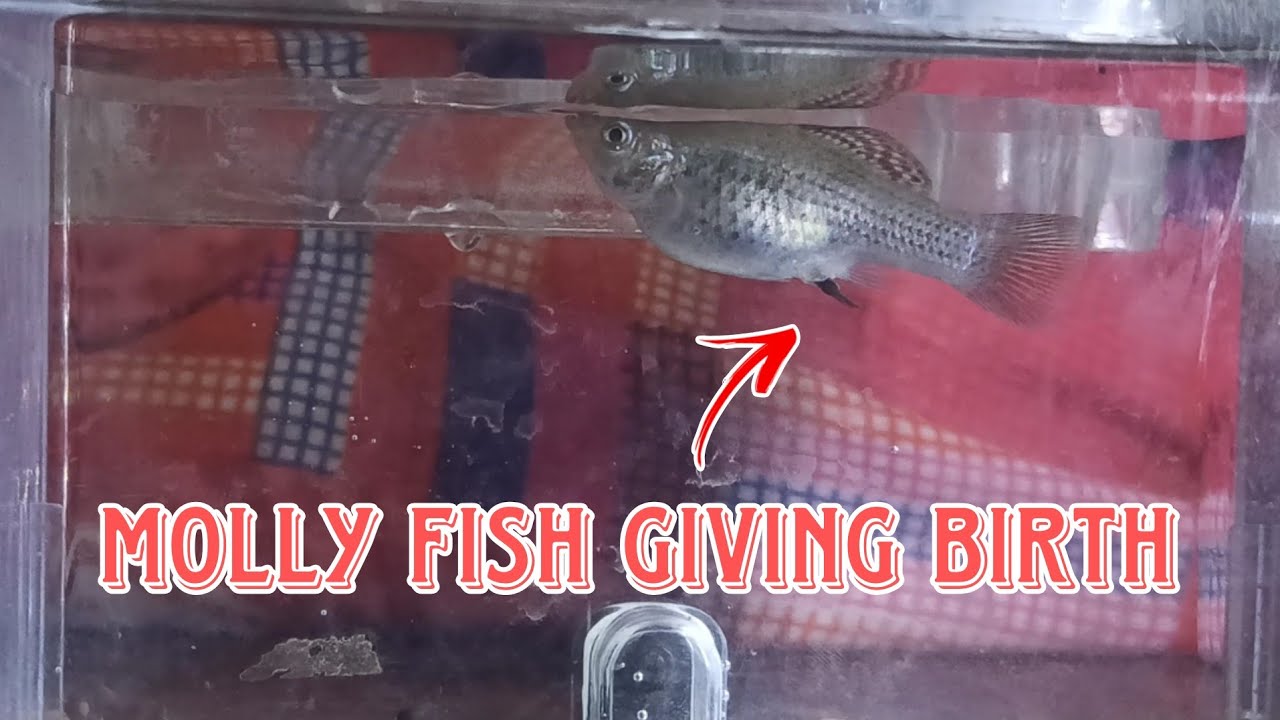 Molly fish giving birth |Molly fish babies | Molly fish giving birth to ...