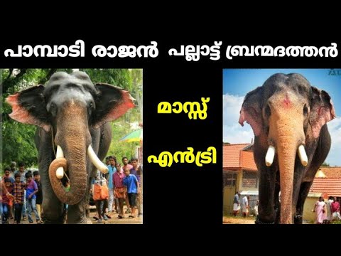 Pambadi Rajan | Pallattu Brahmadathan | Mass Entry - YouTube