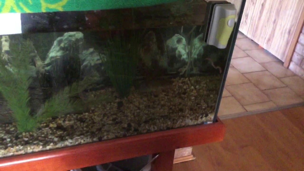 My pet Murray cod - YouTube