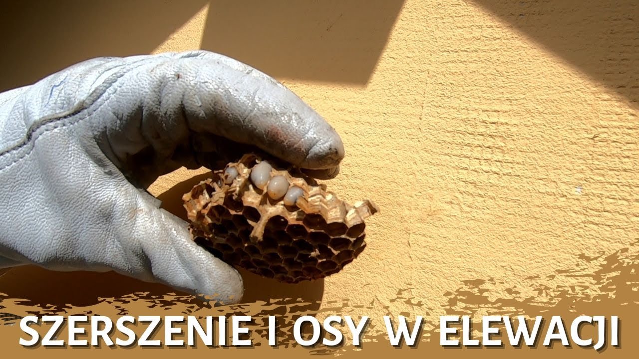 Szerszenie i osy w elewacji - usuwanie gniazda - likwidacja gniazda ...