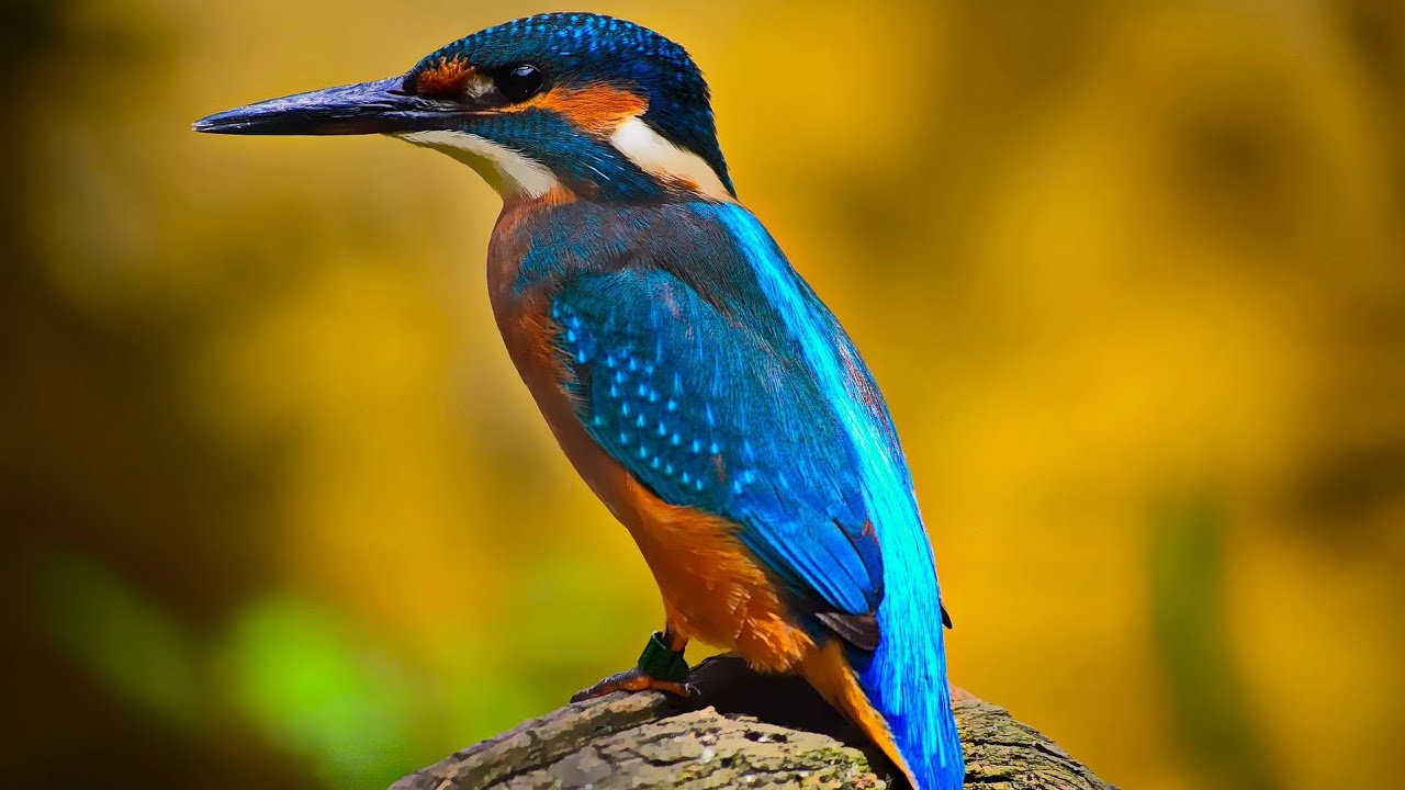 the most beautiful types of brids with the sound of brids 4K أجمل أنواع ...