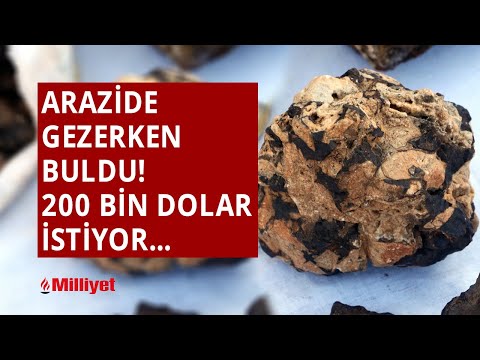 Arazide gezerken buldu! 200 bin dolar istiyor...