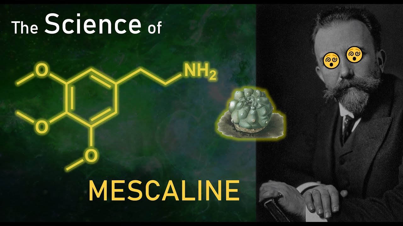 Mescaline | History, Isolation, Synthesis, Pharmacology (educational ...