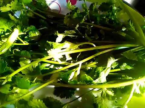 Te enseño ya mi cilantro lavado, picado y desinfectado para que le des ...