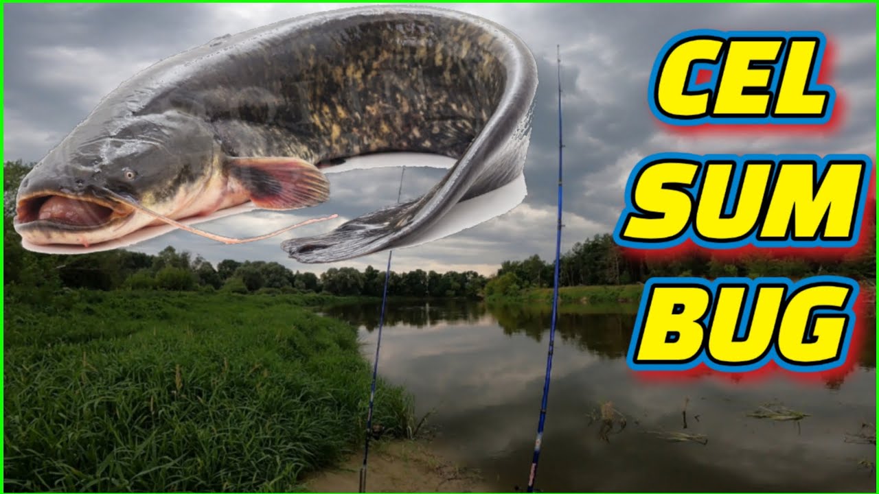 ŁOWIĆ SUMY KAŻDY MOŻE! Jadziemy na Bug #sum #imod - YouTube