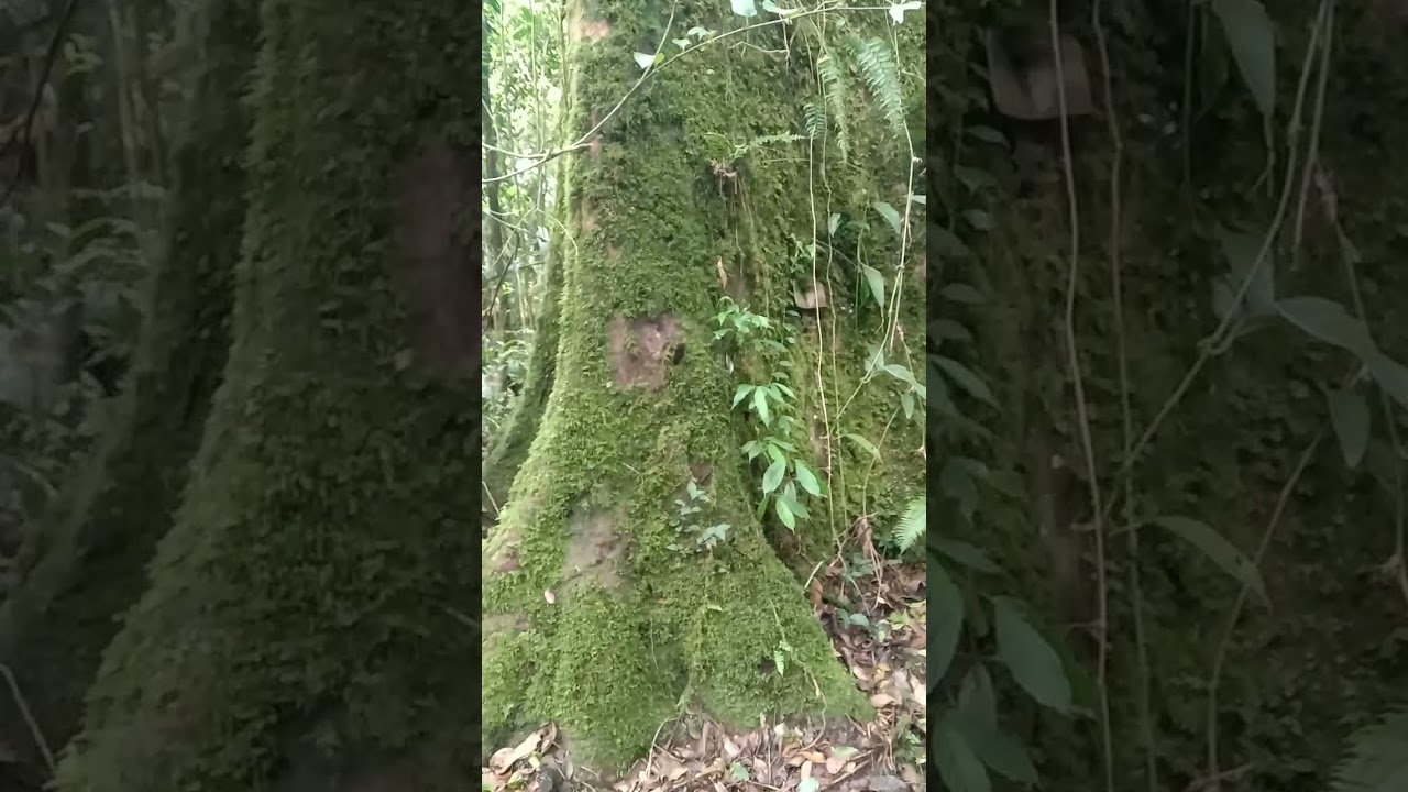 Pohon Rasamala, Altingia excelsa Noronha (ALTINGIACEAE). - YouTube