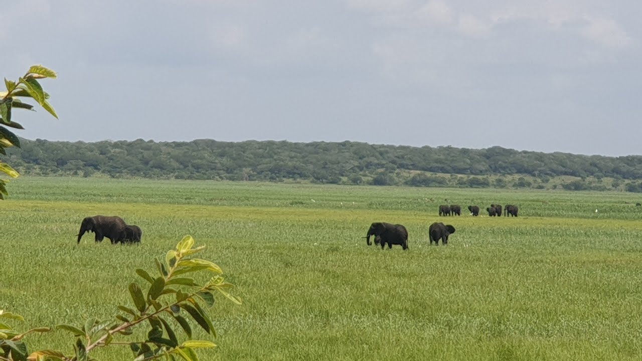 Elefantes na Reserva Especial De Maputo parte 4 - YouTube