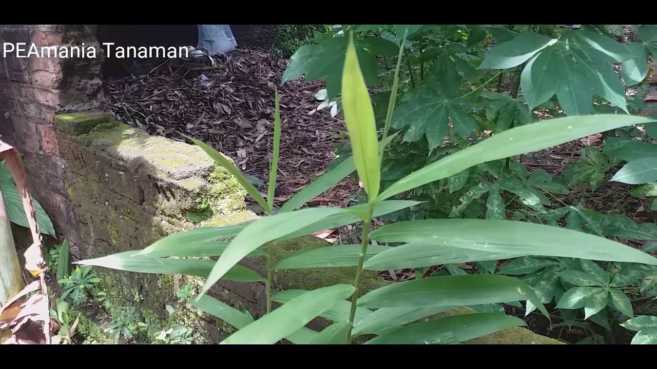 manfaat bangle yang jarang di ketahui - YouTube