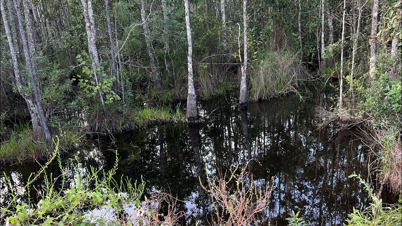 fly fishing in a swamp to see what ill catch - YouTube