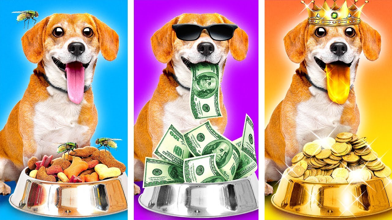 MY MAGIC DOG GRANTS WISHES || Fun School Situations and Relatable ...