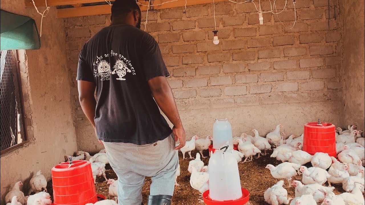 12 weeks Broiler chicken still not growing | bad side of Poultry ...
