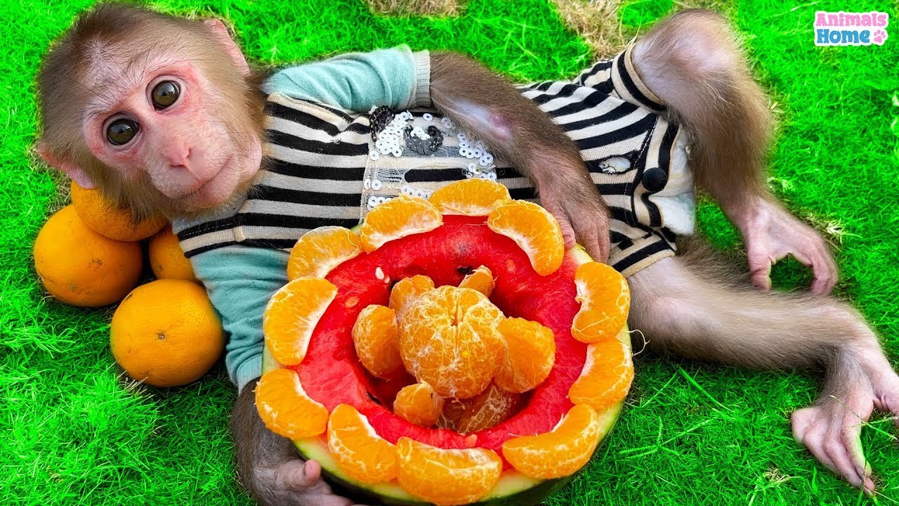 Monkey Obi harvest to makes special food - YouTube