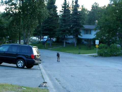 little dog chasing moose - YouTube
