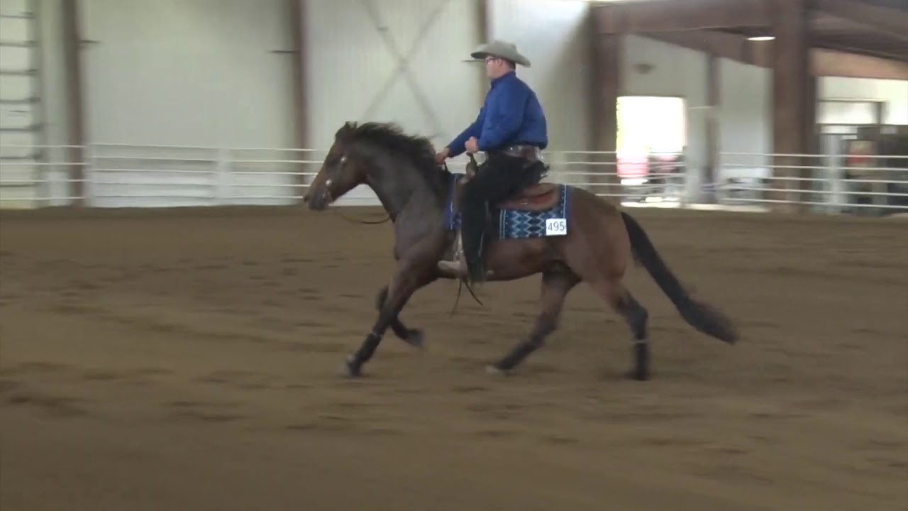 190726 Novice Horse Connor Hobby on Electric Prince - YouTube