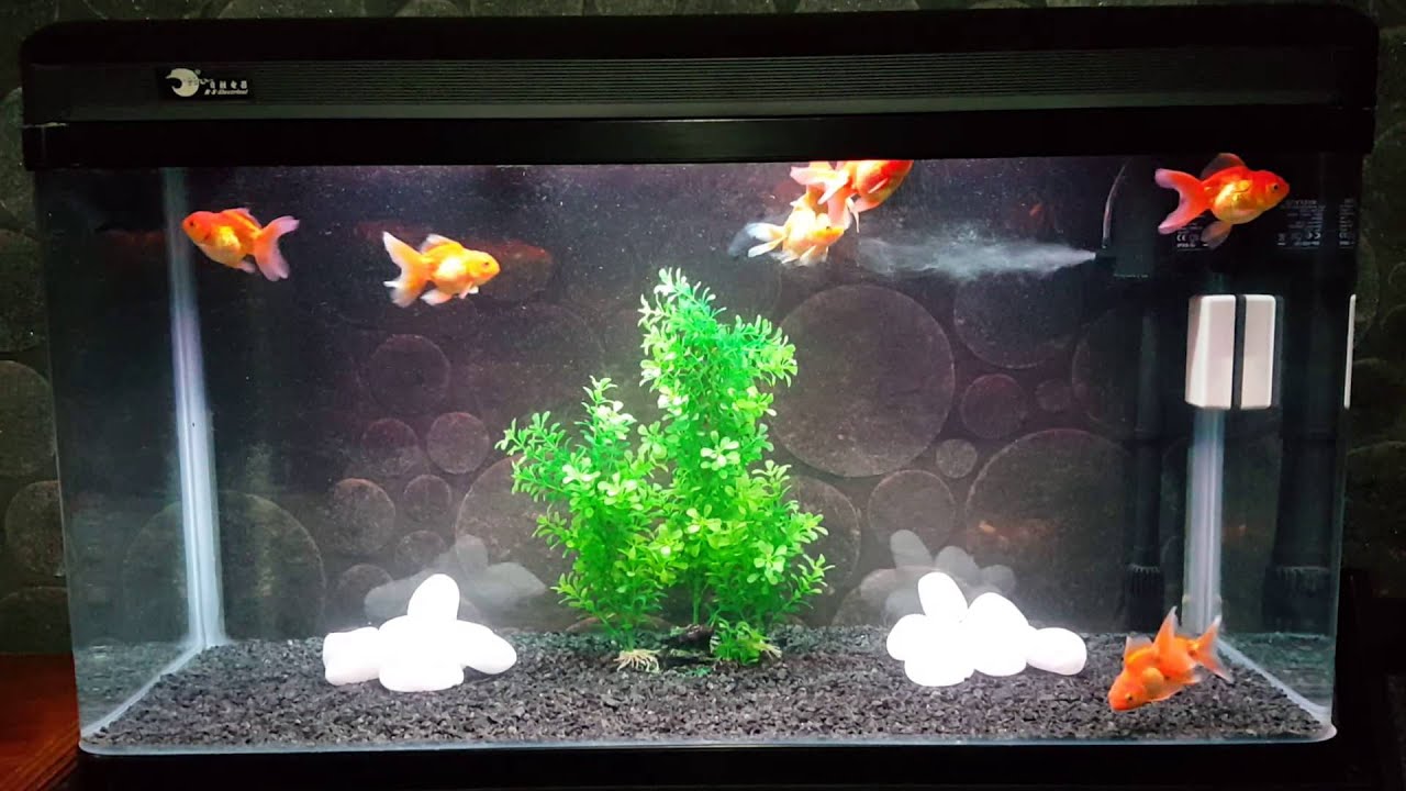 Nine Goldfish Aquarium - YouTube