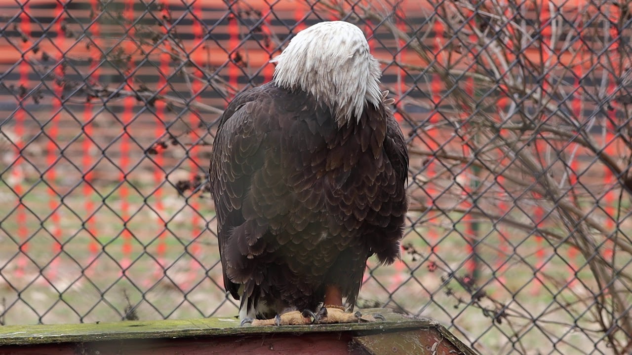 Eagle screeching - YouTube