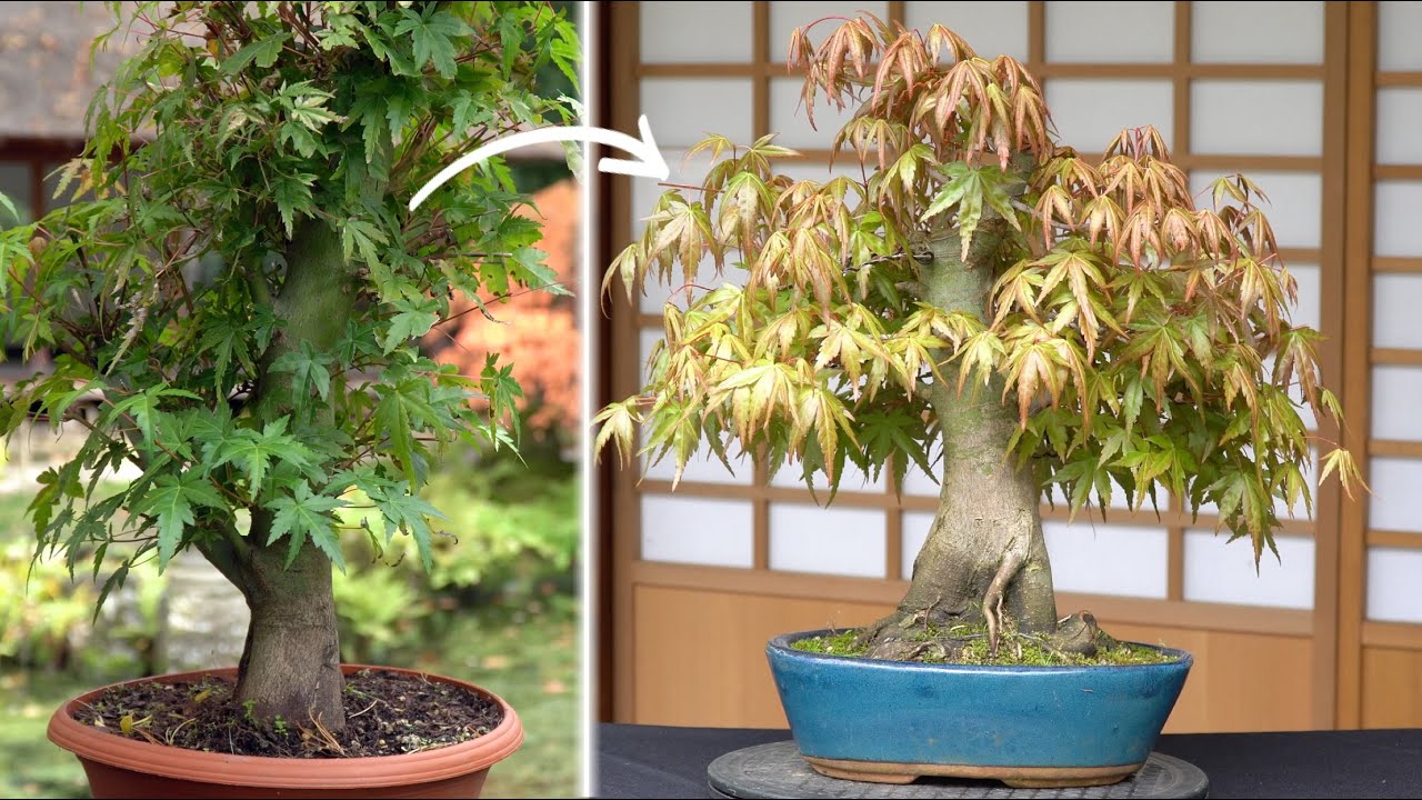 The 5 year journey of a Maple Bonsai - YouTube