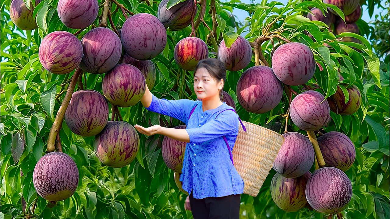 Harvesting Sweet Purple Star Apples for Market & How to Grow Them ...