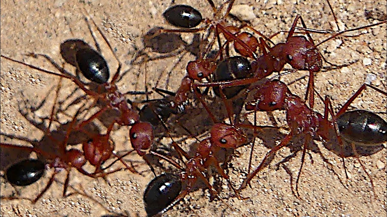 What are these Sahara Ants doing? - YouTube