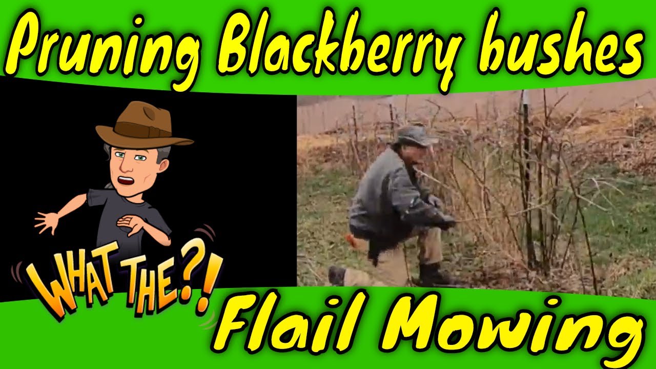 Pruning and Flail mowing Blackberry Patches - YouTube