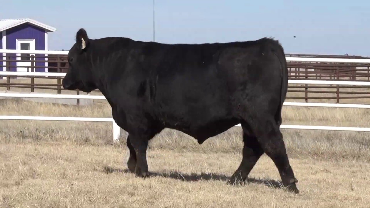 Lot 6, G A R Sure Fire 0507G - YouTube