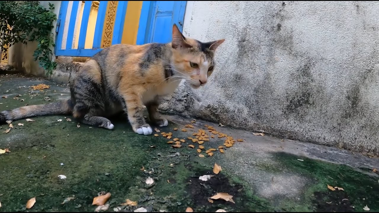 Caring for and rescuing stray animals, allowing homeless animals to ...