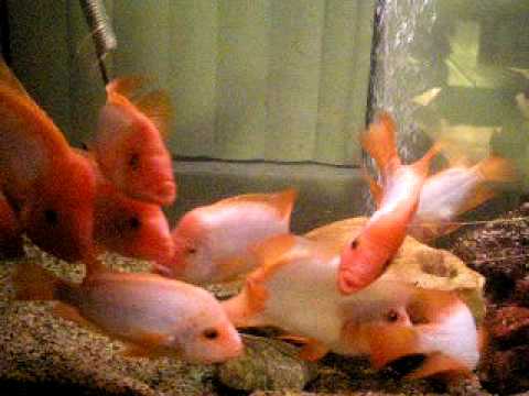 red devil fish - YouTube