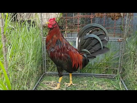 Galleria Rey $350 Us más Inf. 1-829-432-6932